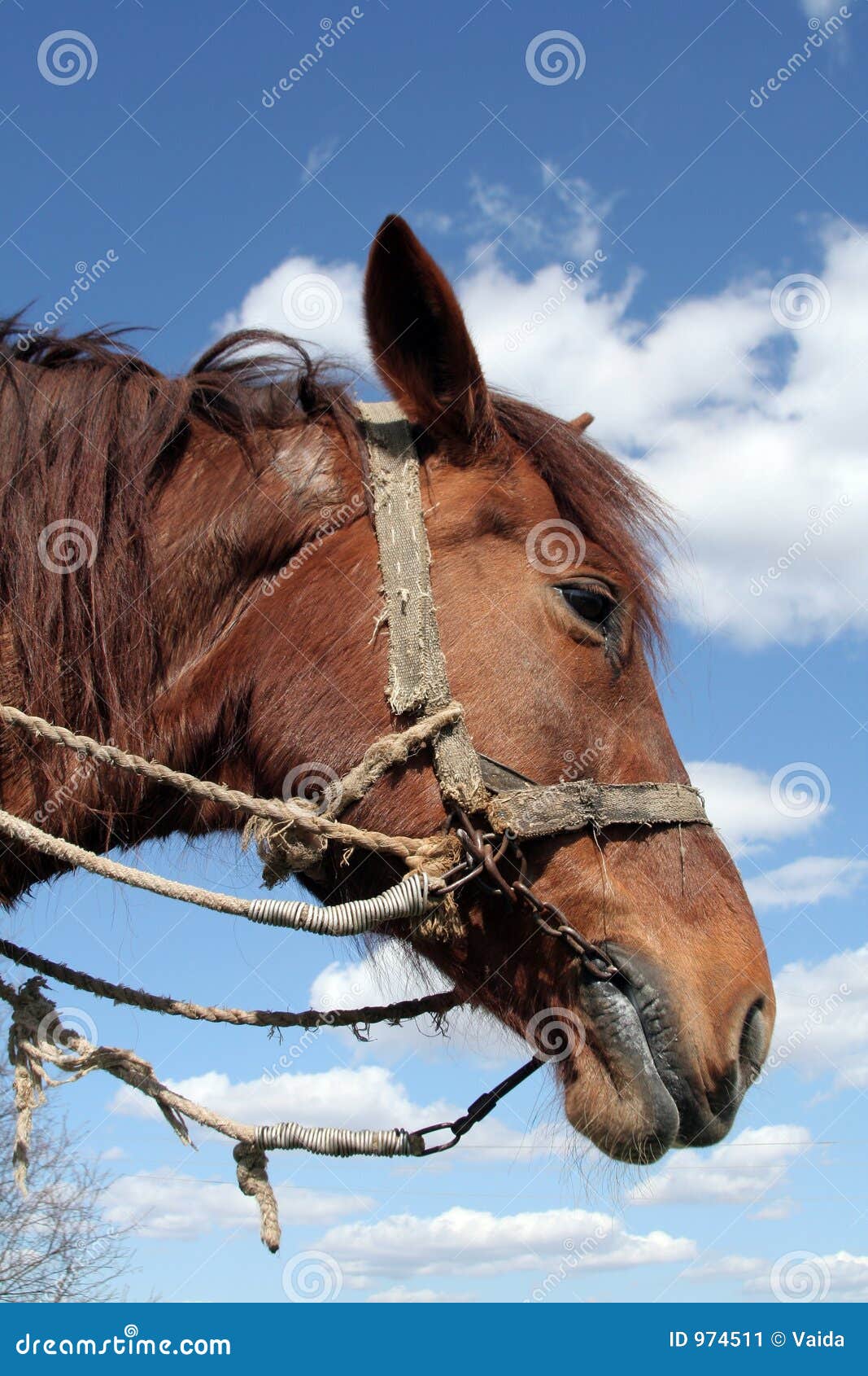 Workhorse stock image. Image of lithuania, trot, tail, work - 974511