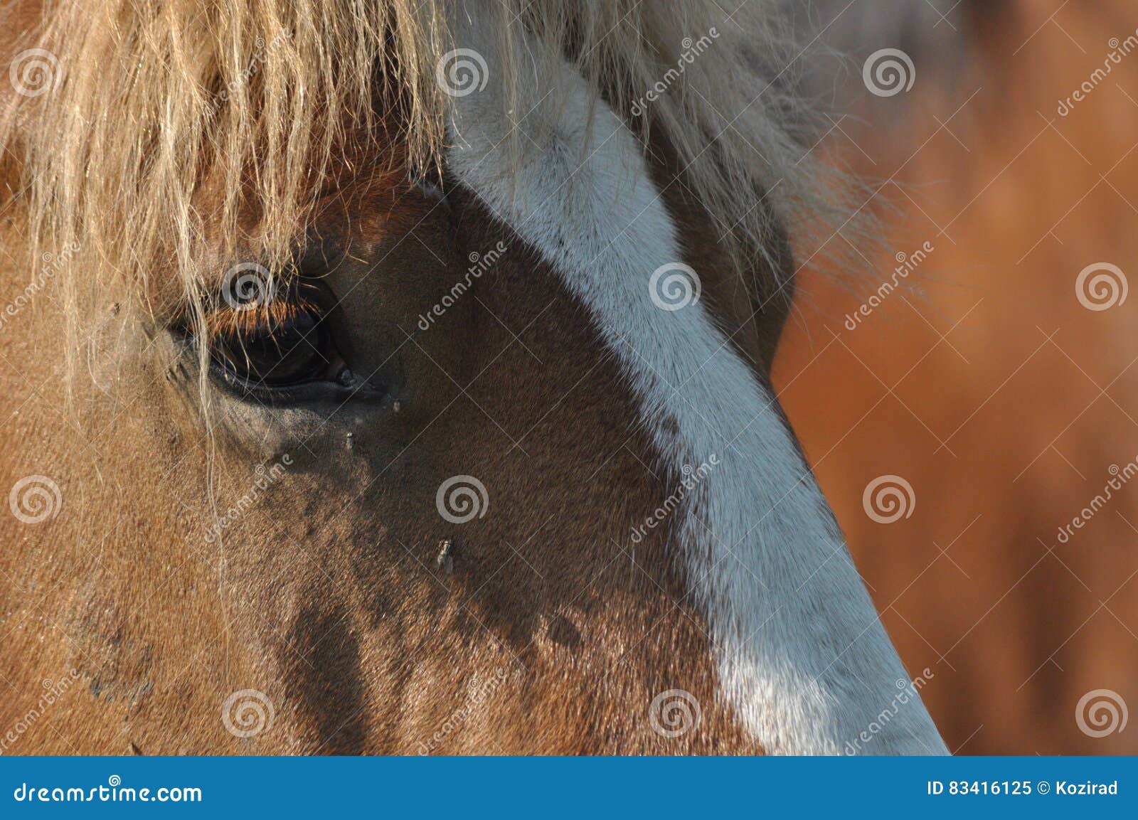 153 Workhorse Grazing Stock Photos - Free & Royalty-Free Stock Photos ...