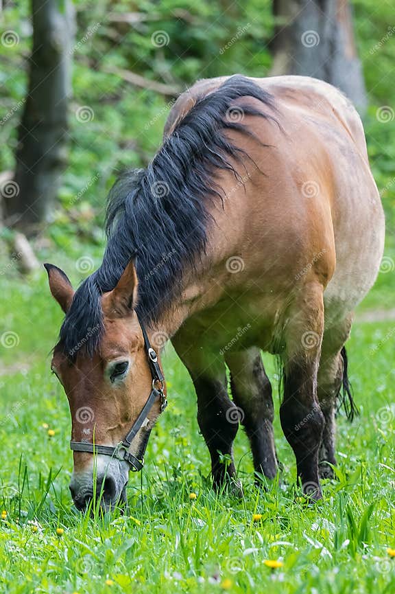 Workhorse Inactive after Work Stock Image - Image of light, nature ...