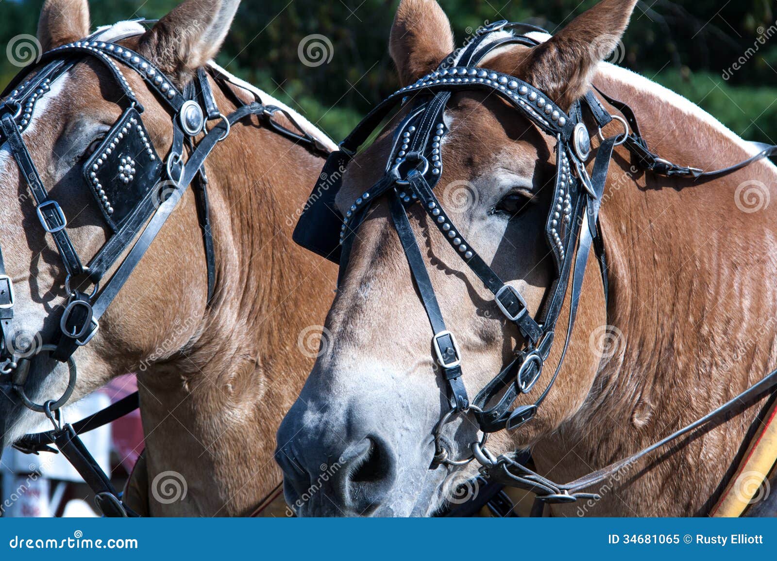 Workhorse stock image. Image of animal, standing, country - 34681065 Workhorse stock image. Image of animal, standing, country - 34681065