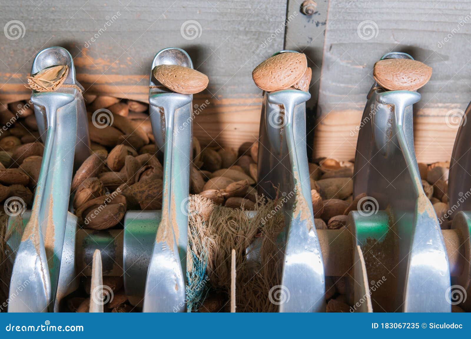 The working of almonds stock image. Image of cracker - 183067235