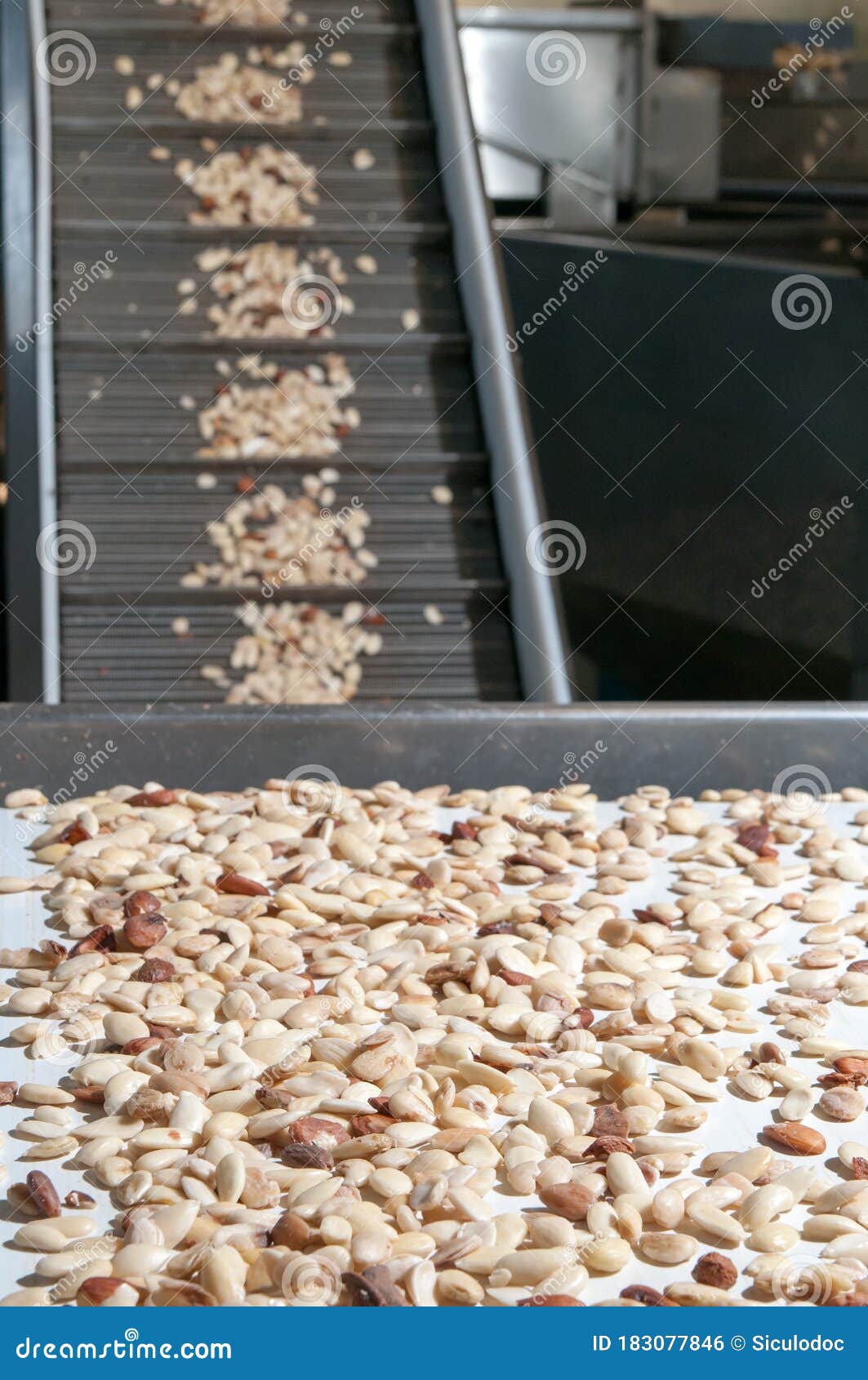 The working of almonds stock photo. Image of almond - 183077846