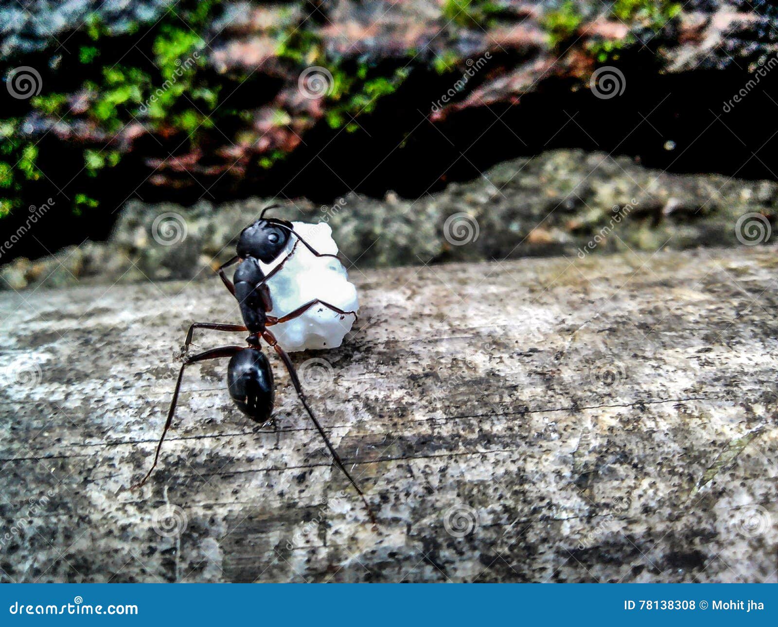 A working ant stock photo. Image of ants, hardwork, working - 78138308