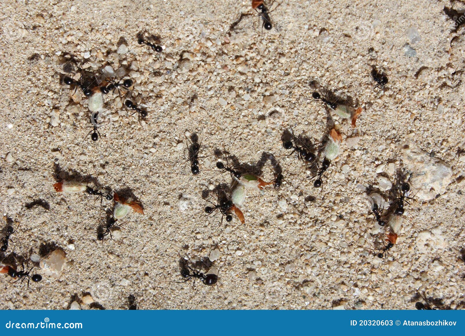 Working Ants stock image. Image of insect, closeup, walking - 20320603