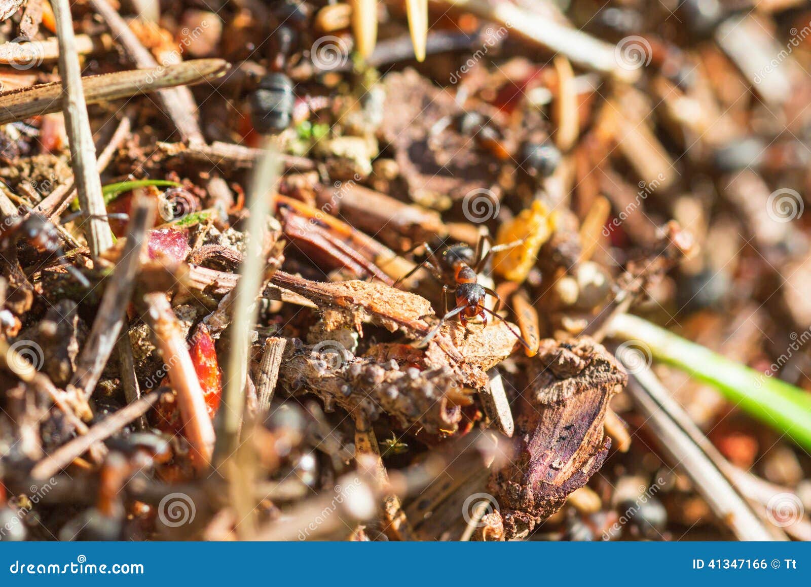 Working Ants stock photo. Image of antenna, wildlife - 41347166