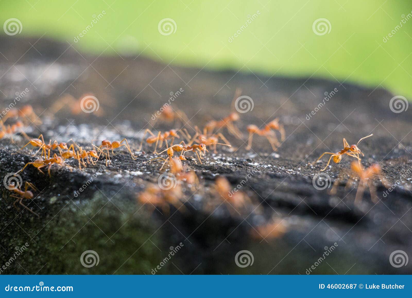 Working Red Ants stock image. Image of animal, background - 46002687
