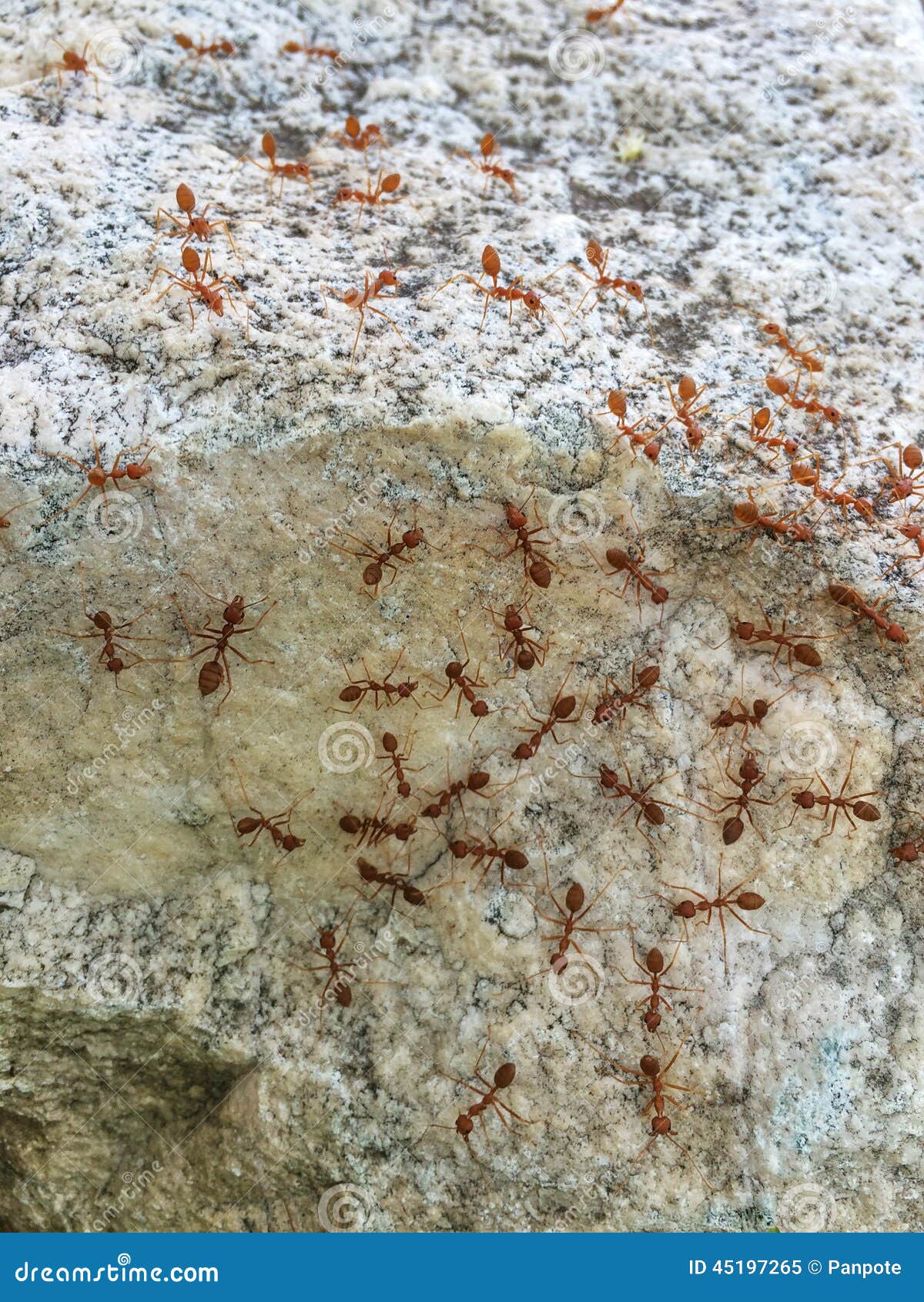 Working ants stock image. Image of stone, ants, working - 45197265