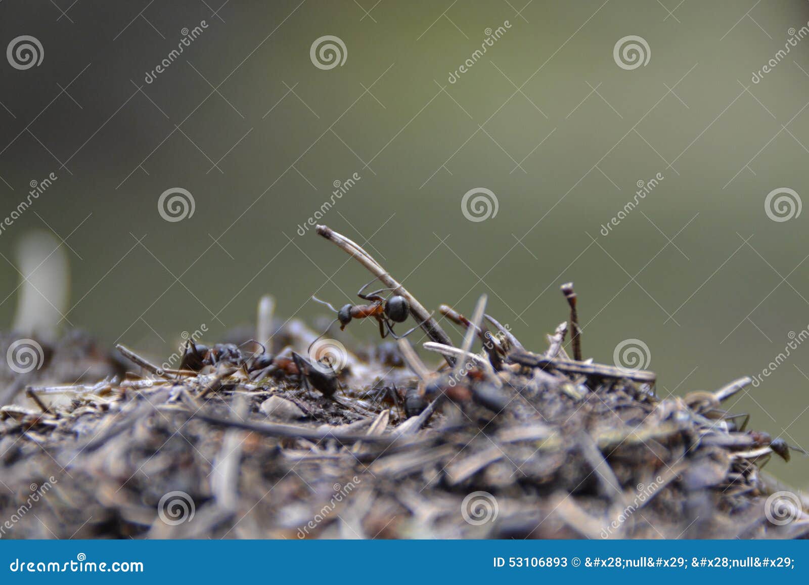 Working ants stock image. Image of wildlife, ants, nature - 53106893