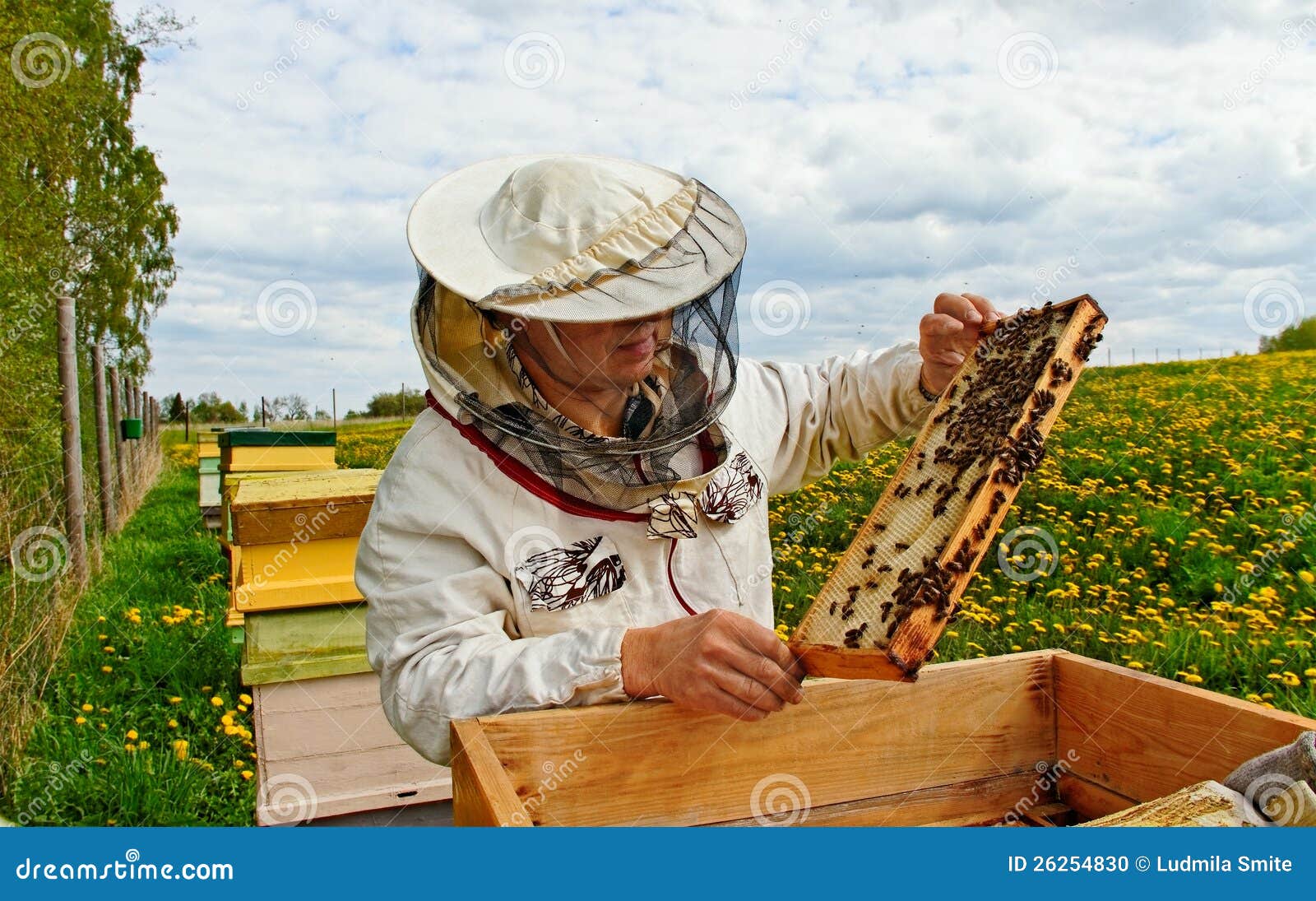 Working apiarist. stock photo. Image of hive, hobby, colony - 26254830
