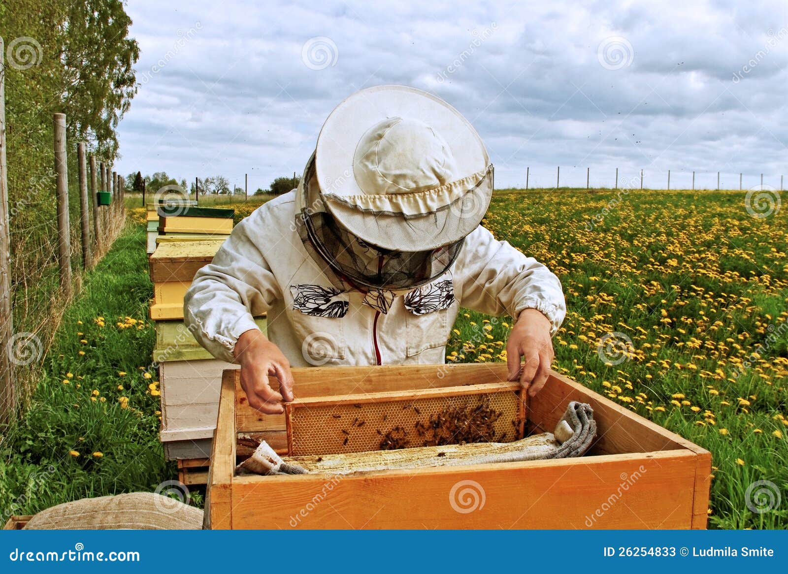 Working apiarist. stock image. Image of hive, home, animal - 26254833
