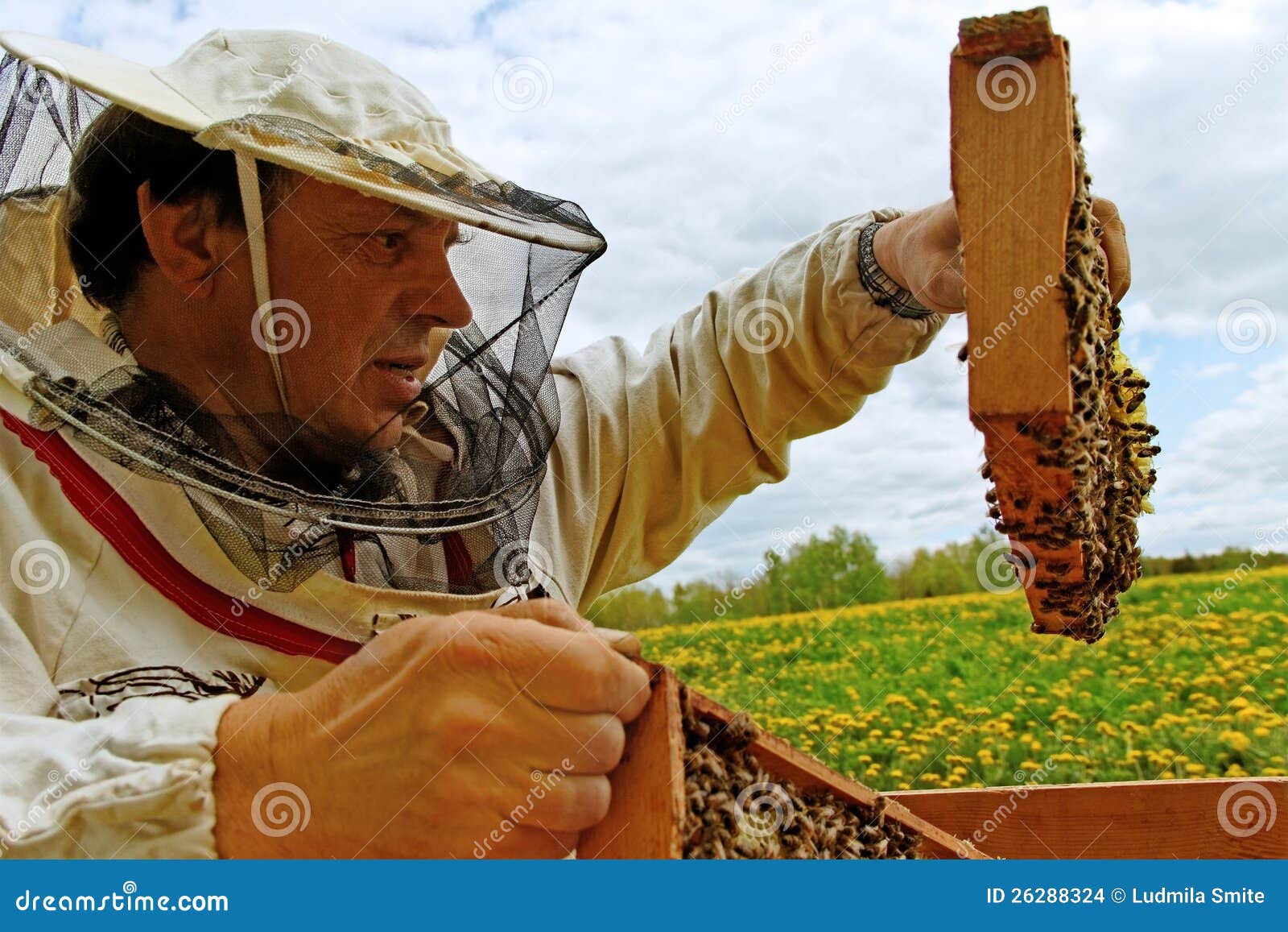 Working apiarist. stock photo. Image of beekeeping, hobby - 26288324