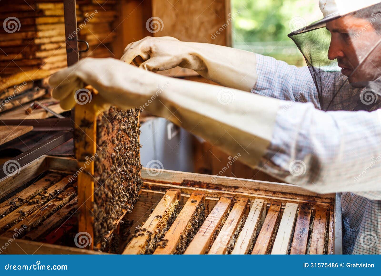 Working apiarist stock photo. Image of beekeeping, beekeeper - 31575486