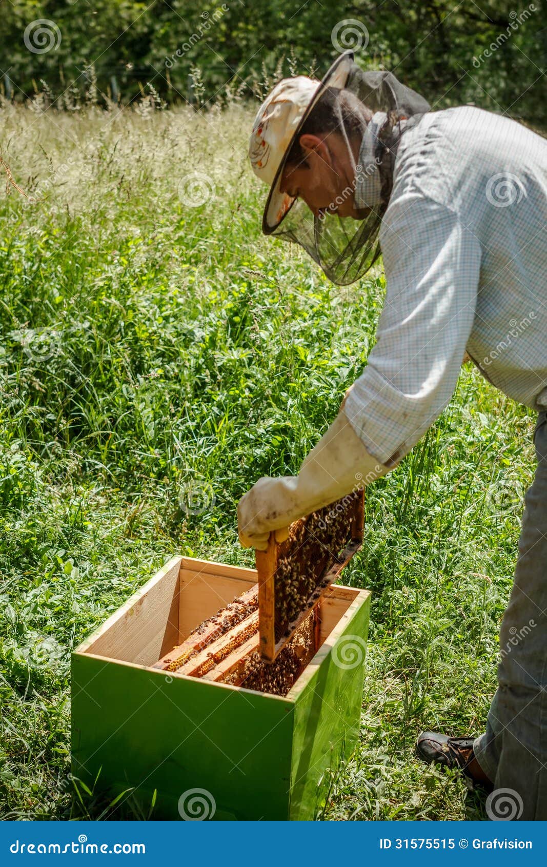 Working apiarist stock image. Image of fence, work, beeswax - 31575515