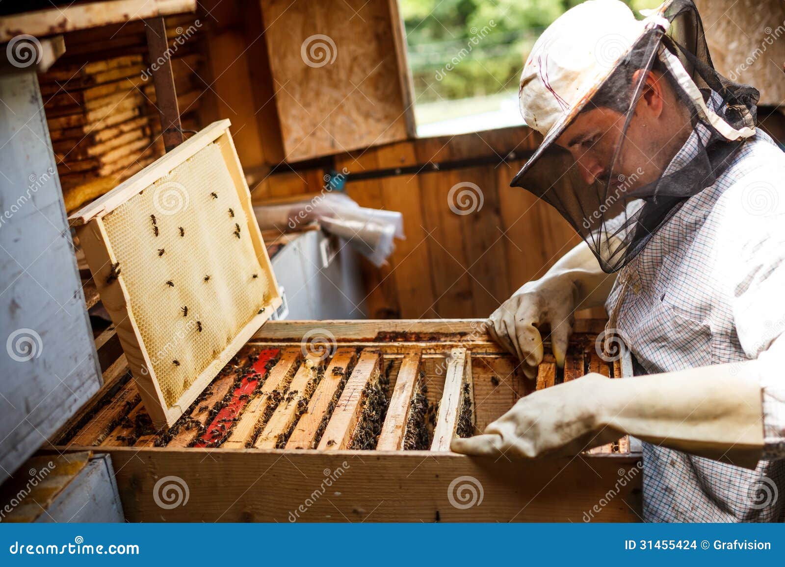 Working apiarist stock photo. Image of ecology, honeycomb - 31455424
