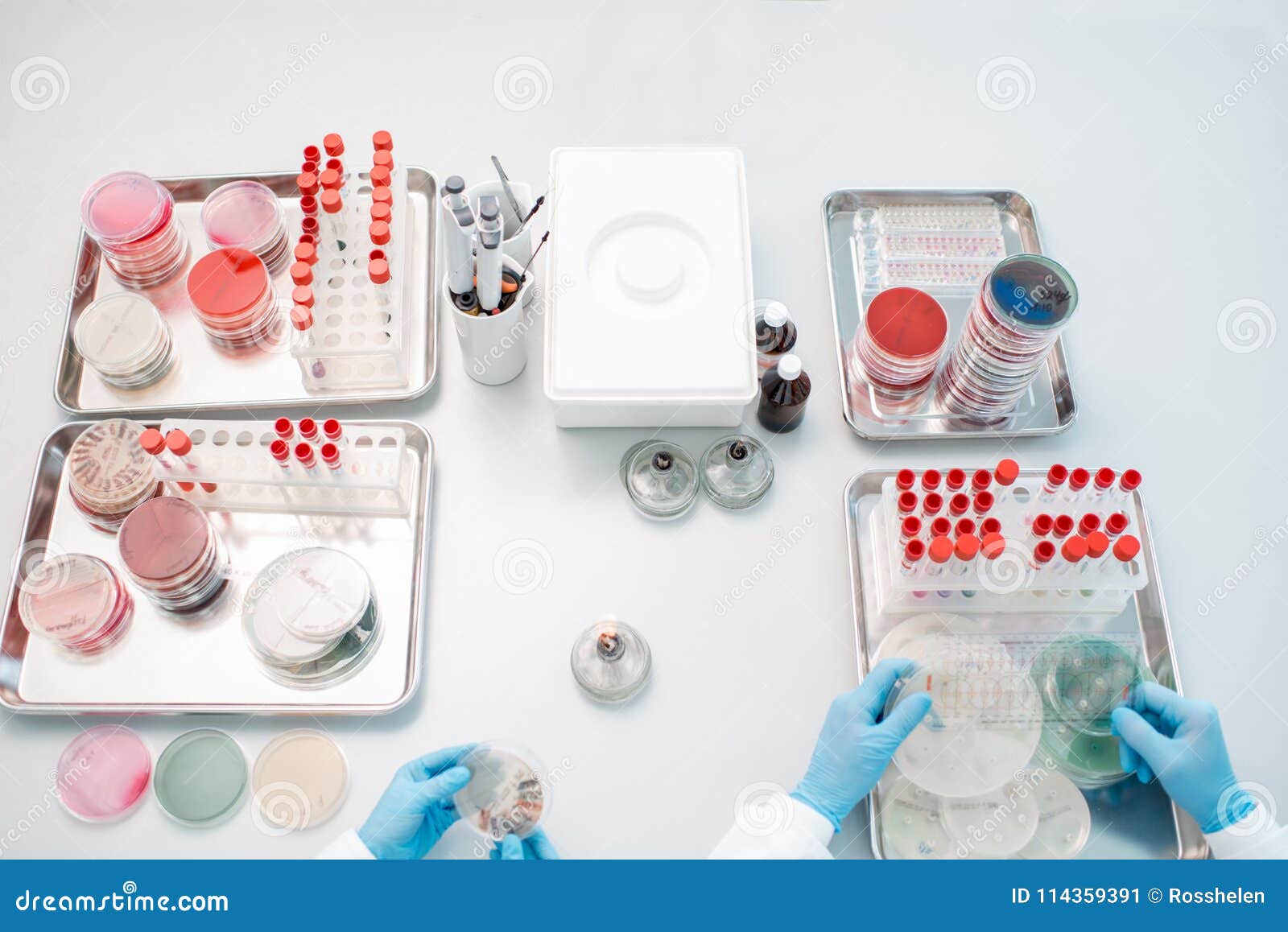 Working with bacteria stock image. Image of closeup - 114359391