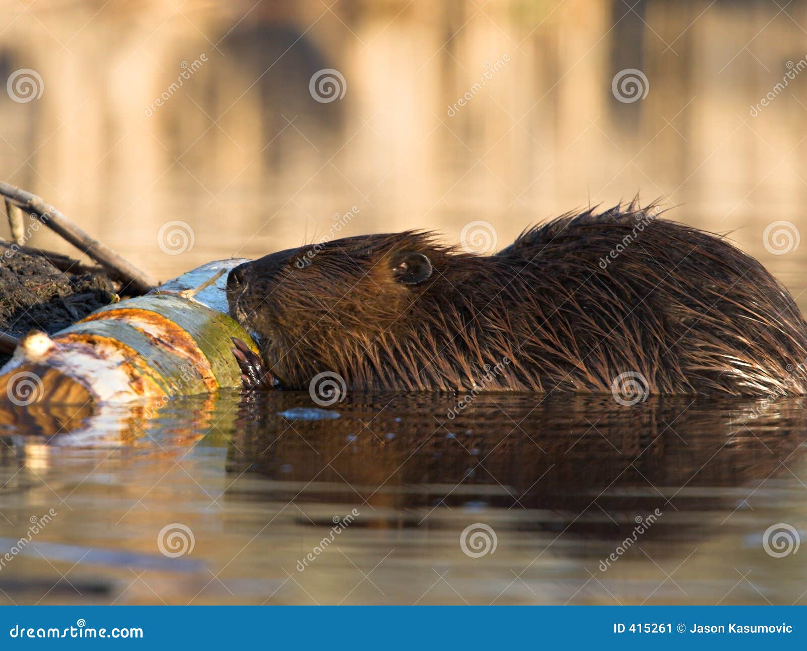 Working Beaver stock image. Image of carpenter, gnaw, wildlife - 415261
