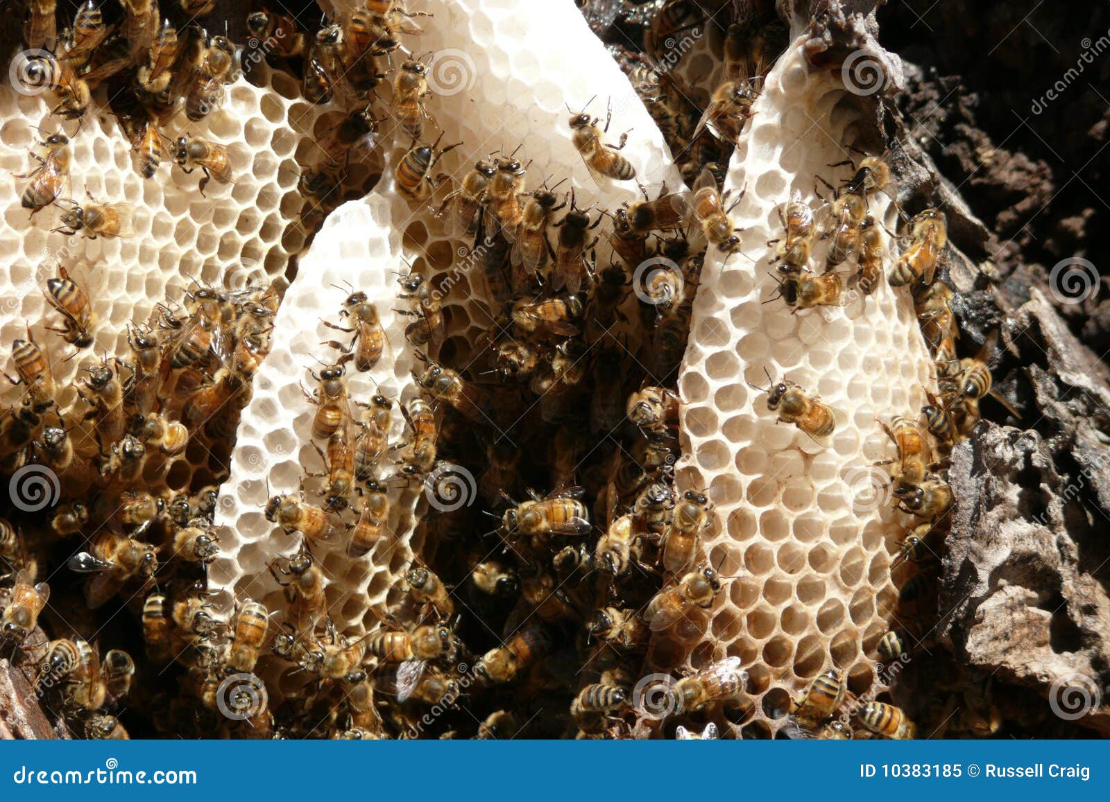 Working bee stock image. Image of wood, cone, golden - 10383185