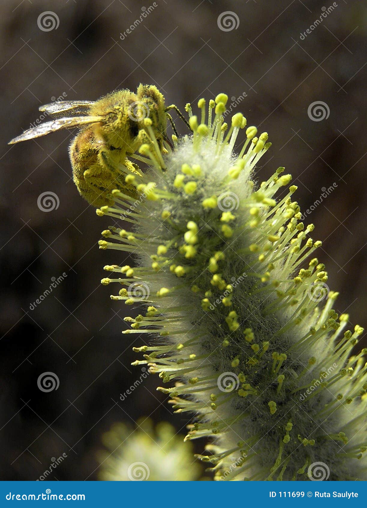 Working Bee stock image. Image of wings, busy, working - 111699