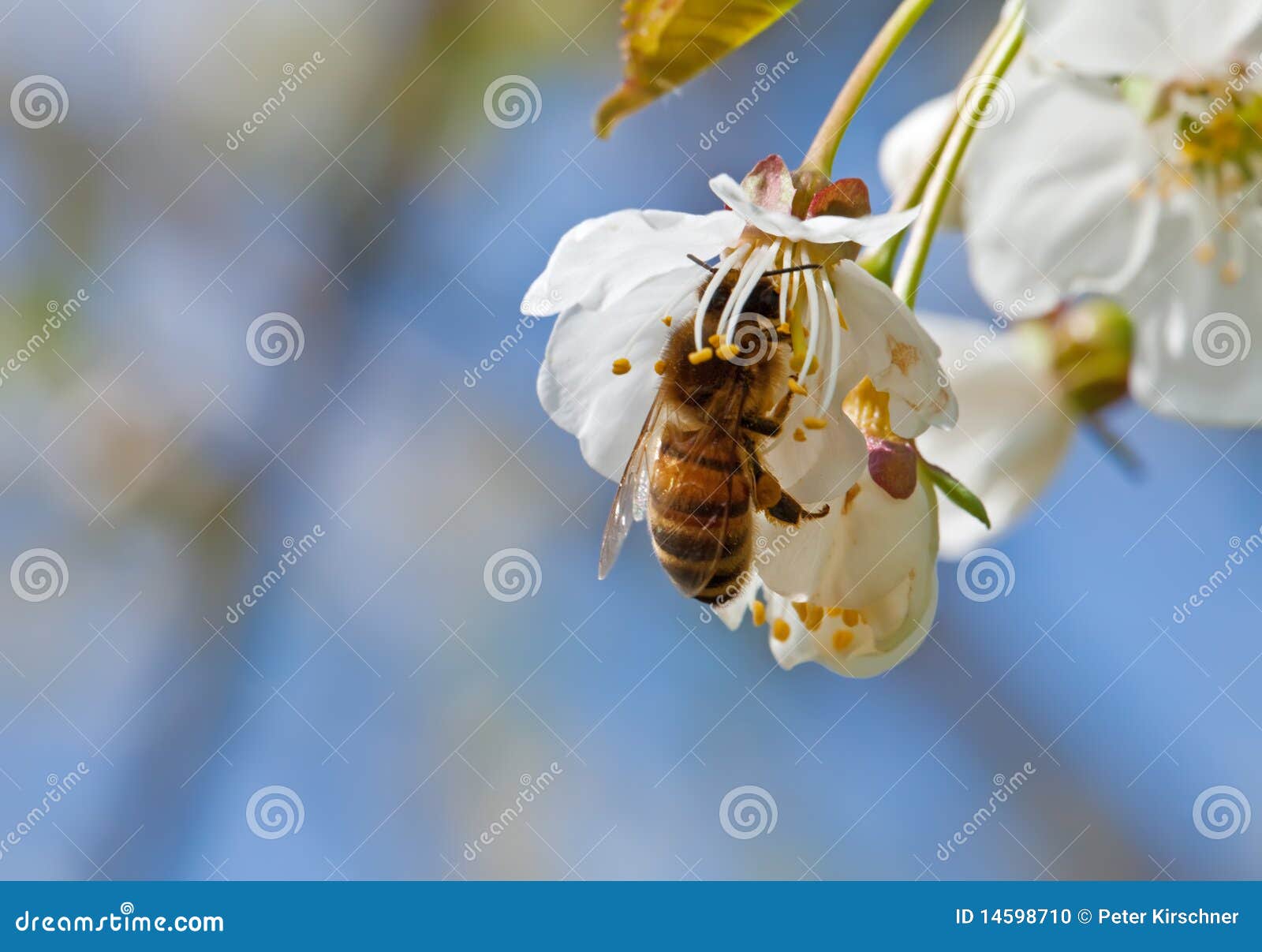 Working Bee stock photo. Image of botany, details, white - 14598710