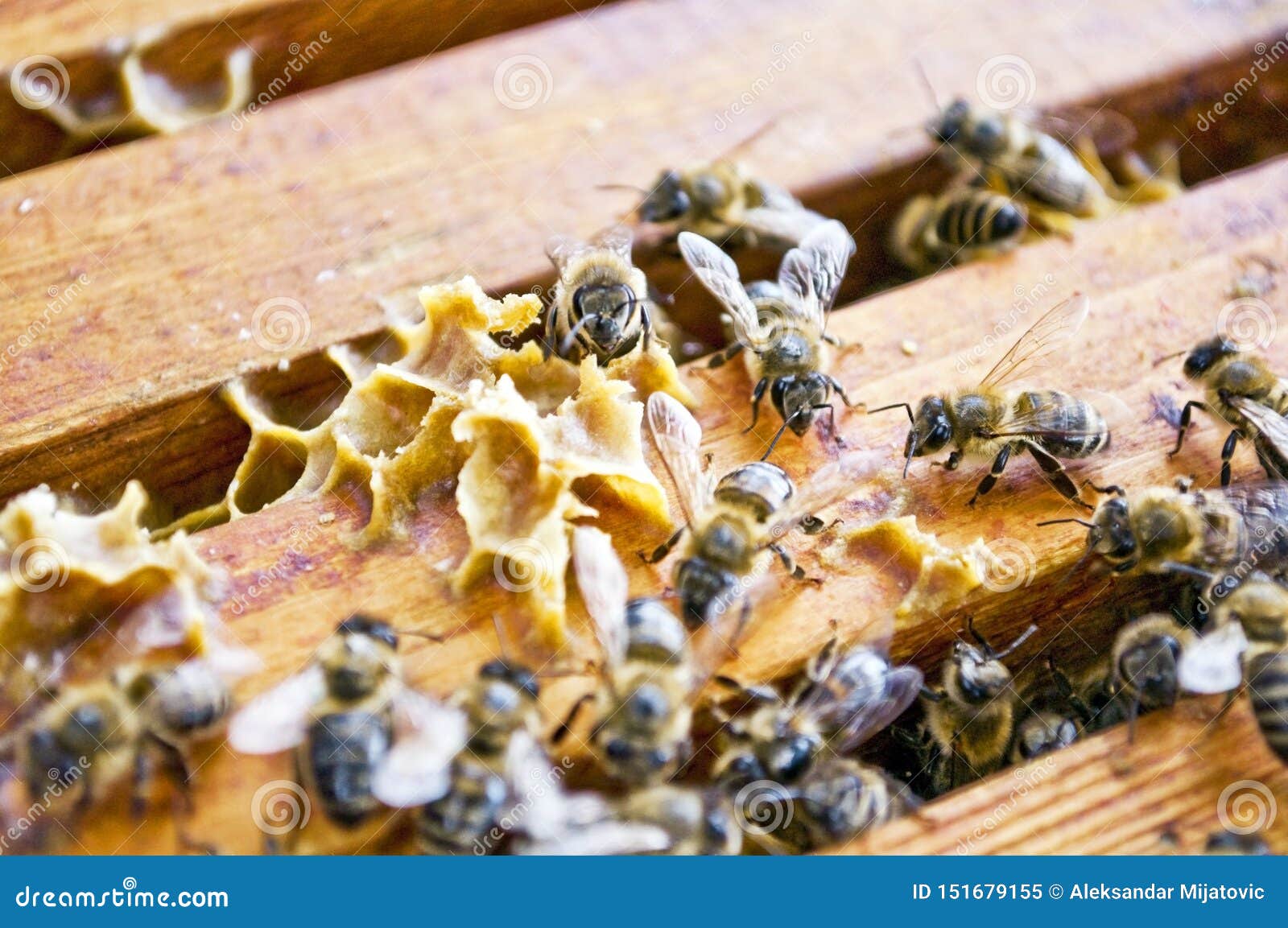 Working bee stock image. Image of animals, honey, large - 151679155