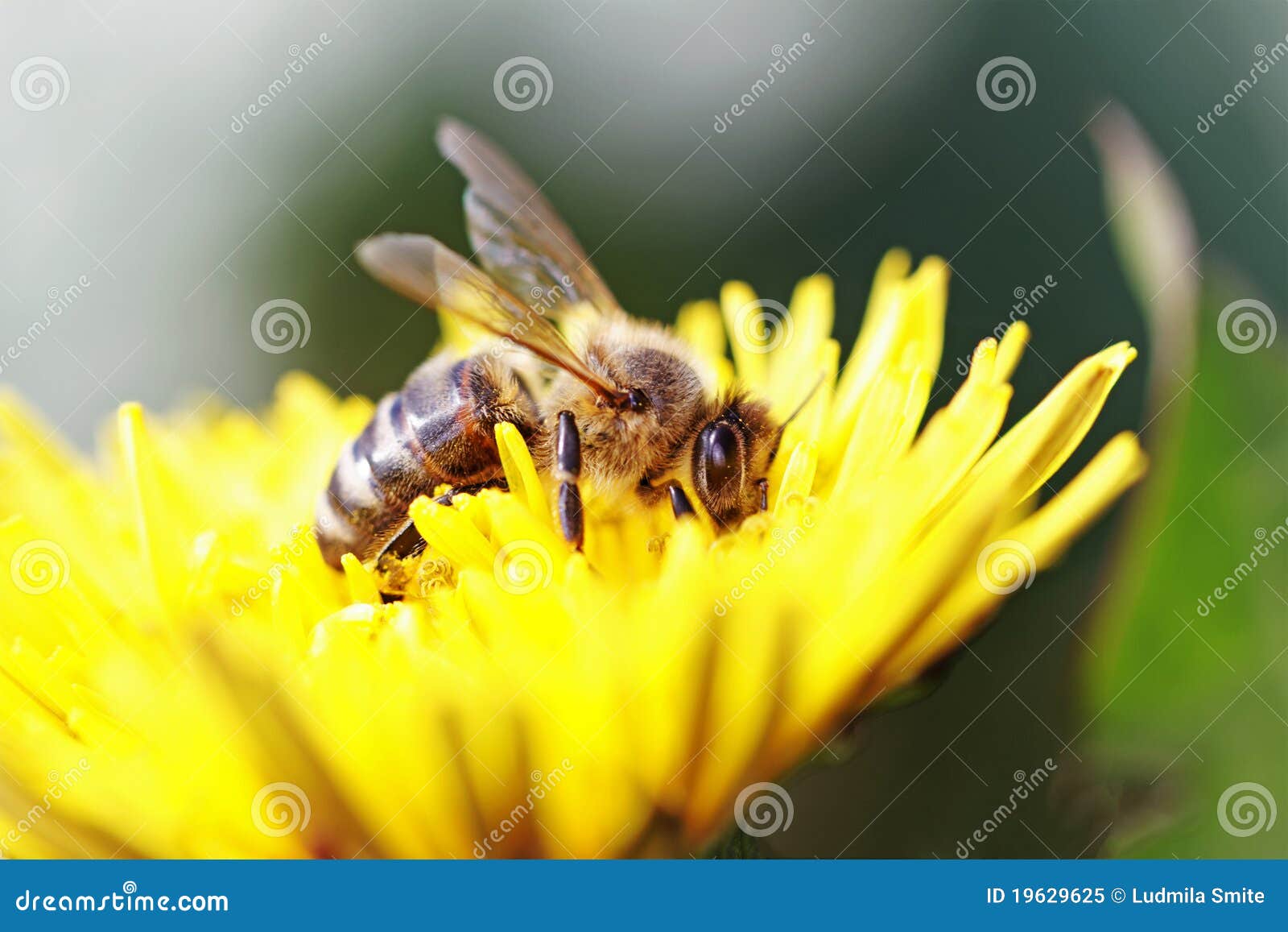 Working bee. stock image. Image of garden, flower, wing - 19629625