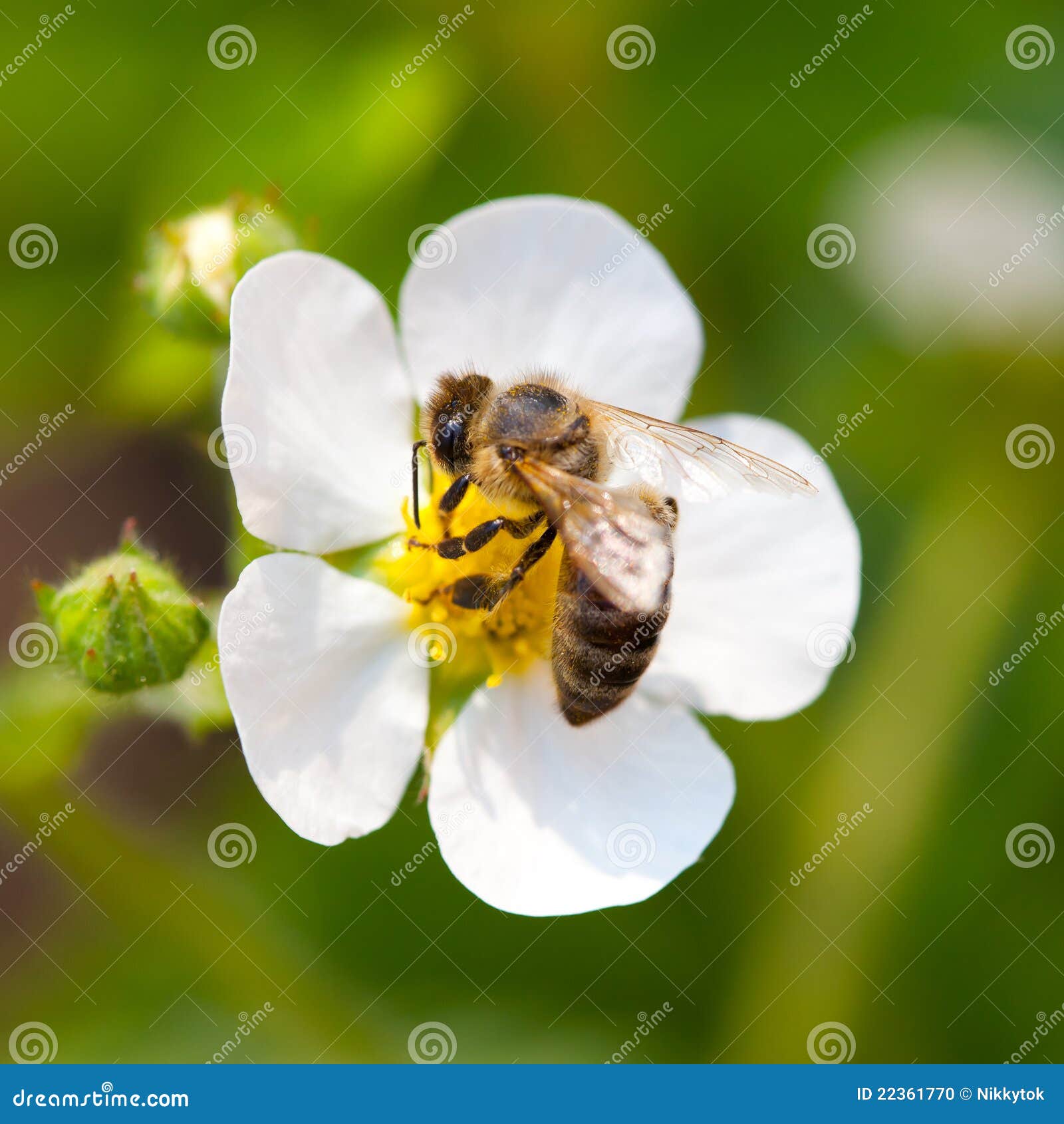 Working bee stock photo. Image of closeup, bloom, plant - 22361770