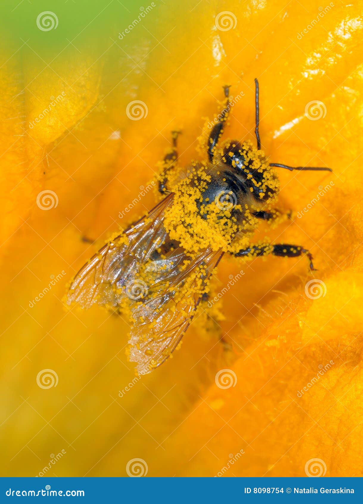 Working bee stock photo. Image of work, working, insect - 8098754