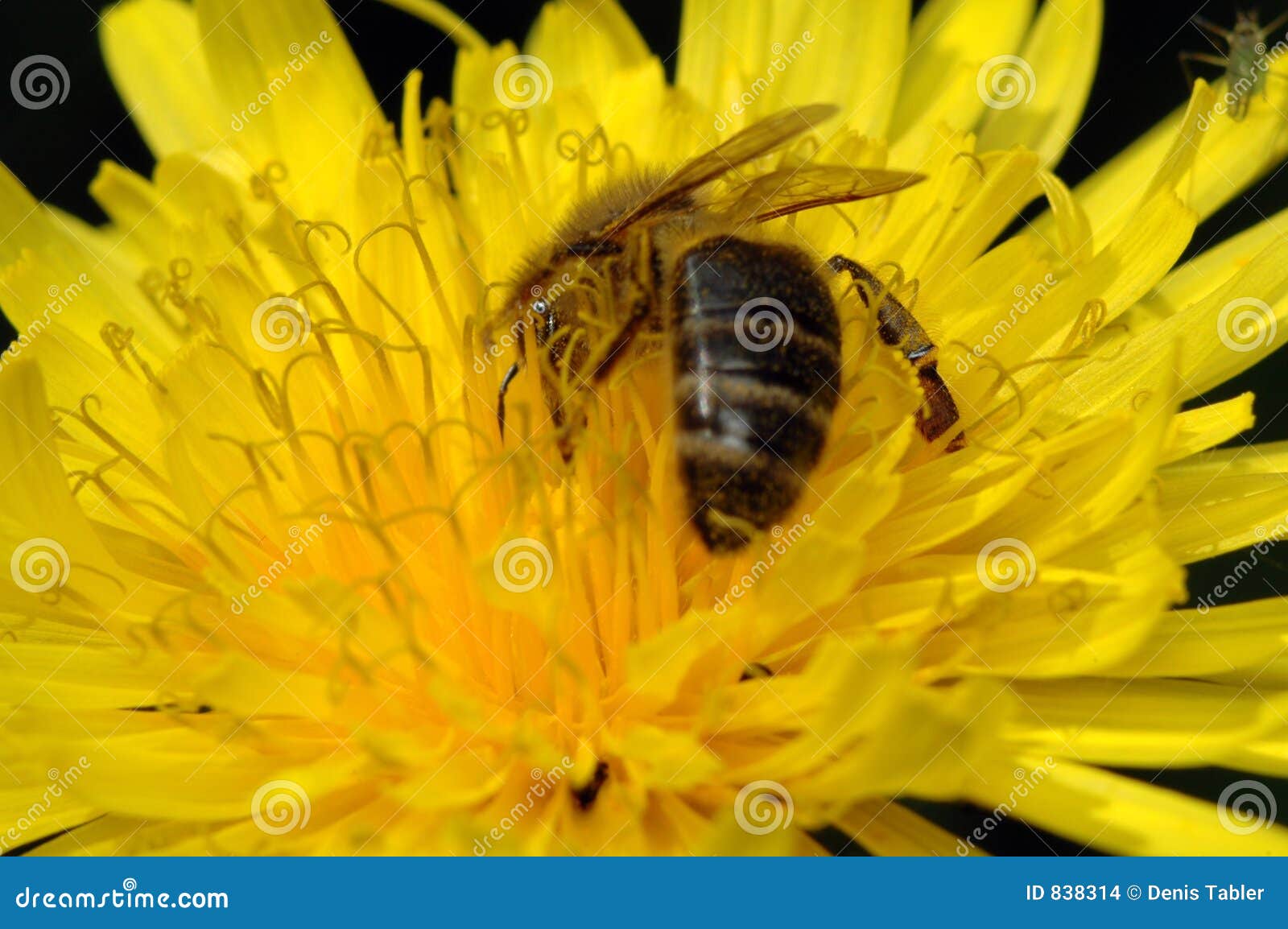 Working bee stock photo. Image of sowthistle, work, workman - 838314