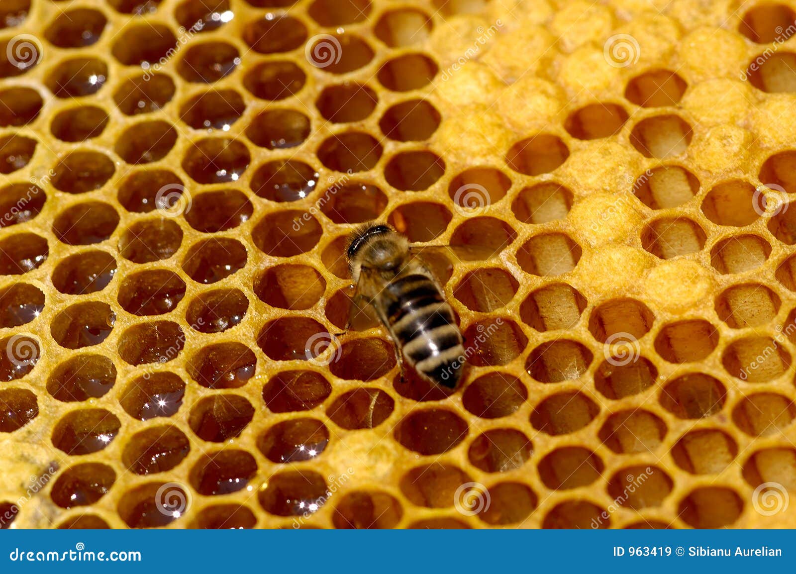 Working bee stock image. Image of food, hive, climbing - 963419