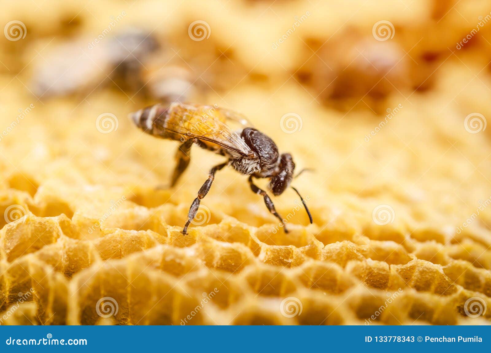 Working bee in a bee hive stock image. Image of hexagon - 133778343
