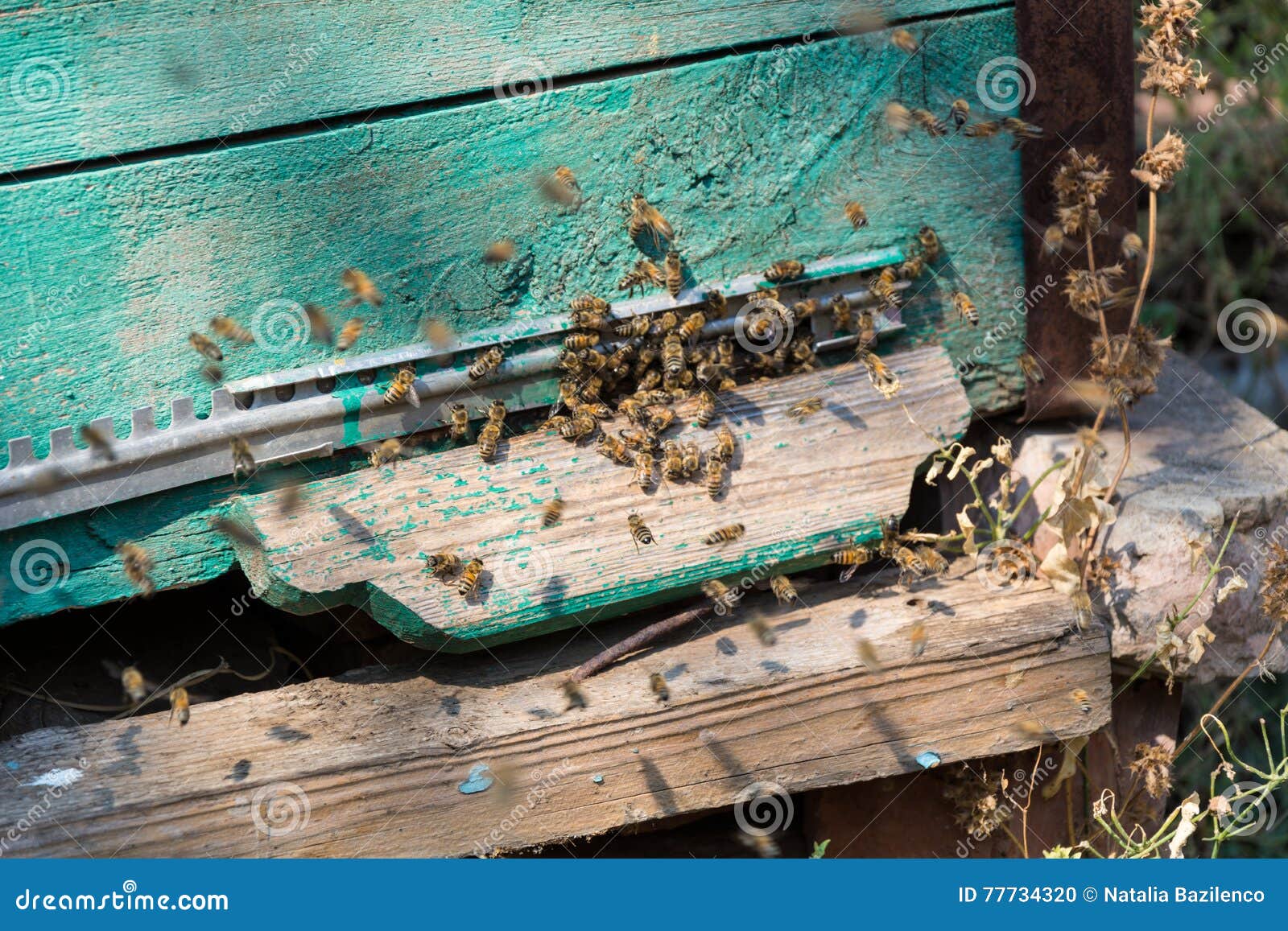 Working bee stock photo. Image of hive, apiculture, drone - 77734320