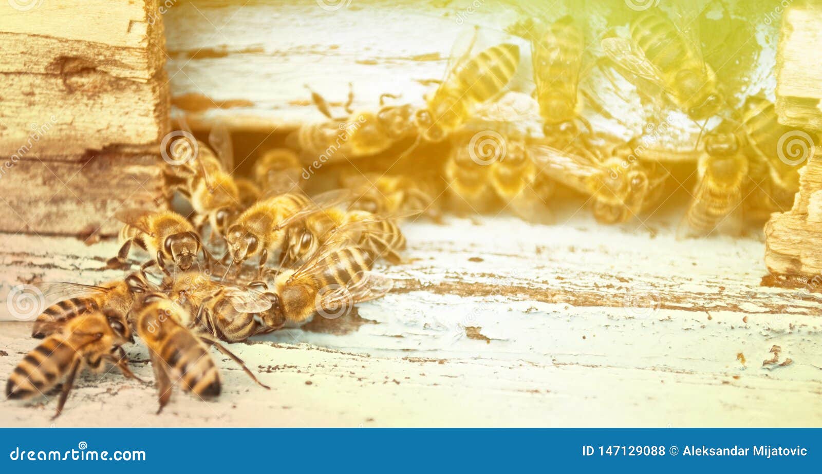 Working bee close-up stock photo. Image of nature, lifestyle - 147129088