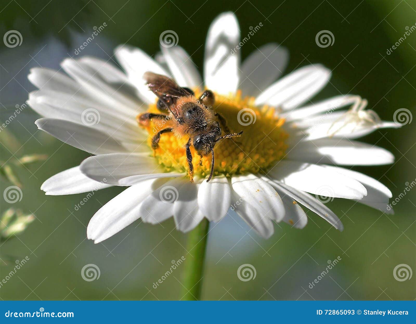 Collecting Spider With Pins. Collection Of Insects. Rare Collection Of ...