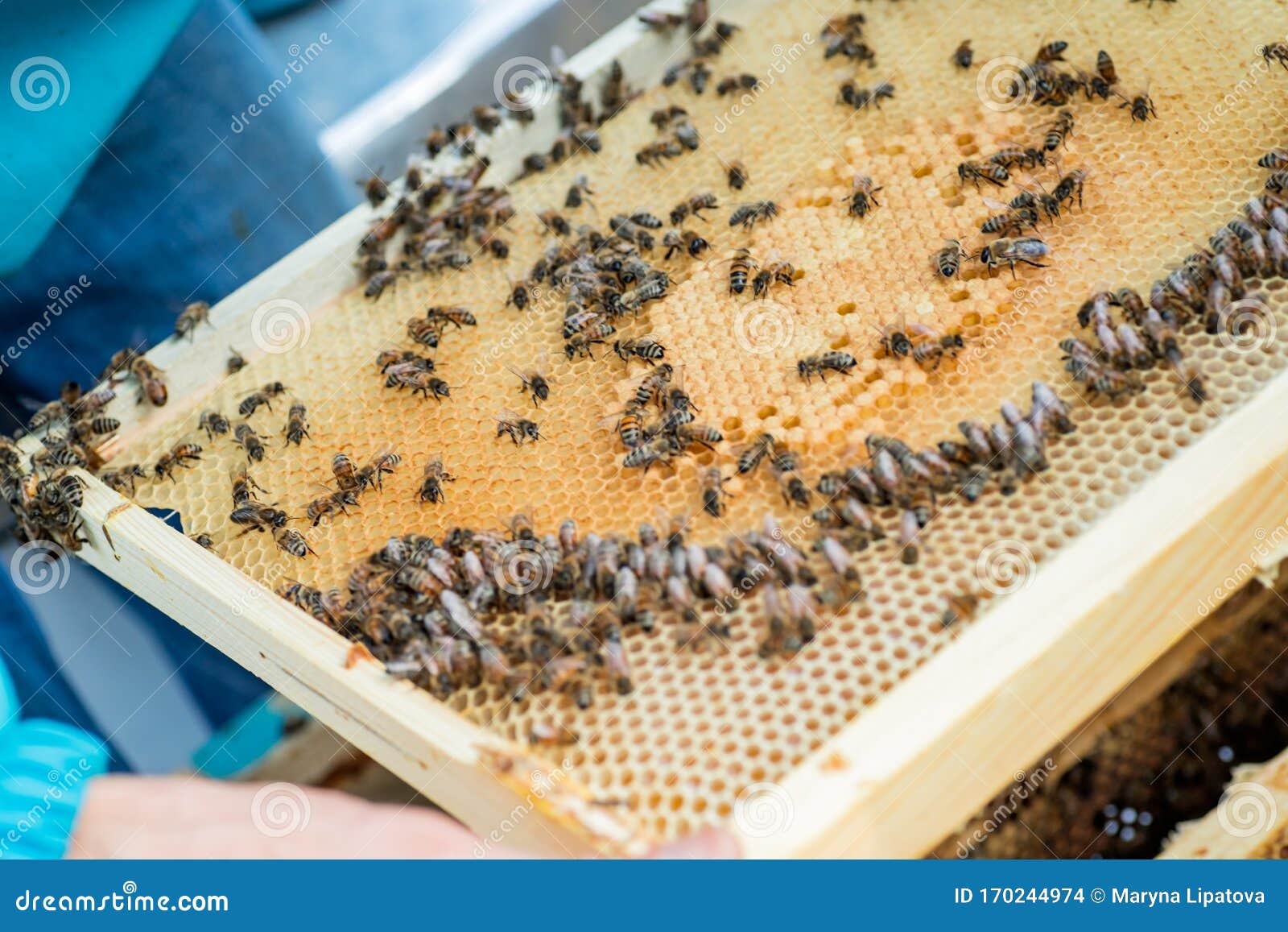 Working Bee on Comb Foundation. Colony of Bees Stock Photo - Image of ...