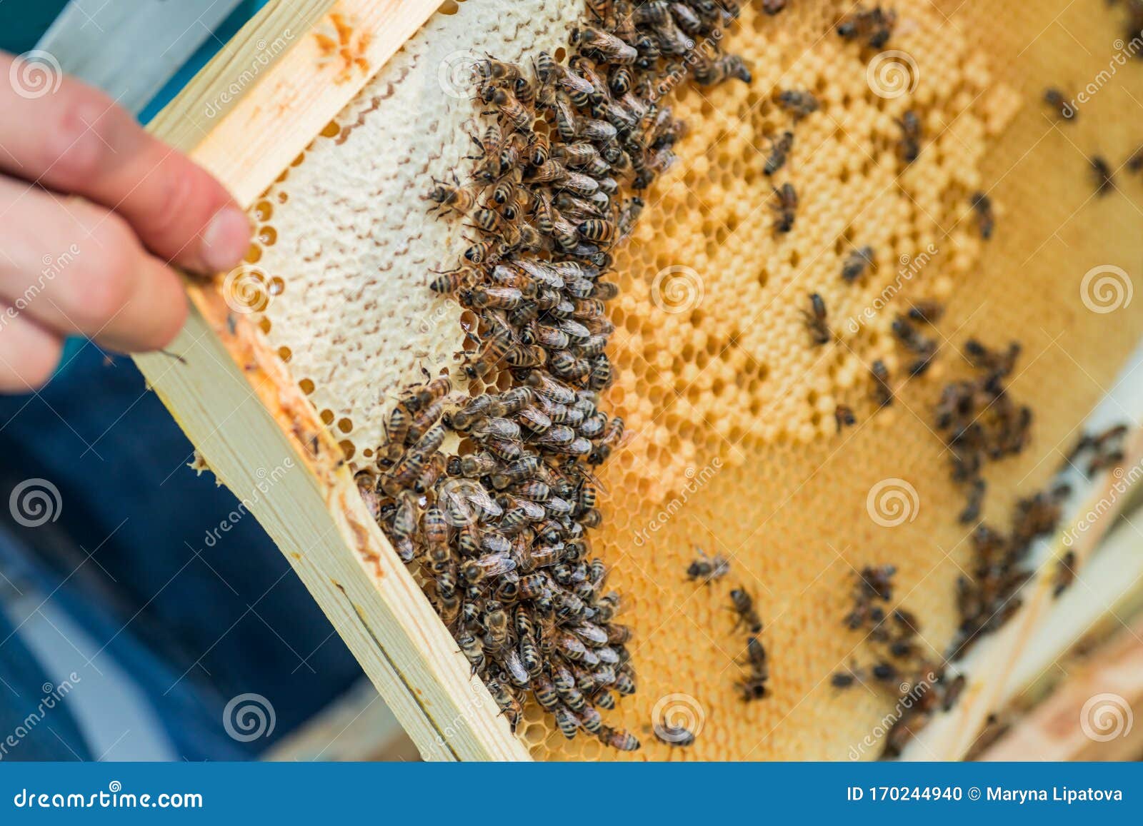 Working Bee on Comb Foundation. Colony of Bees Stock Photo - Image of ...