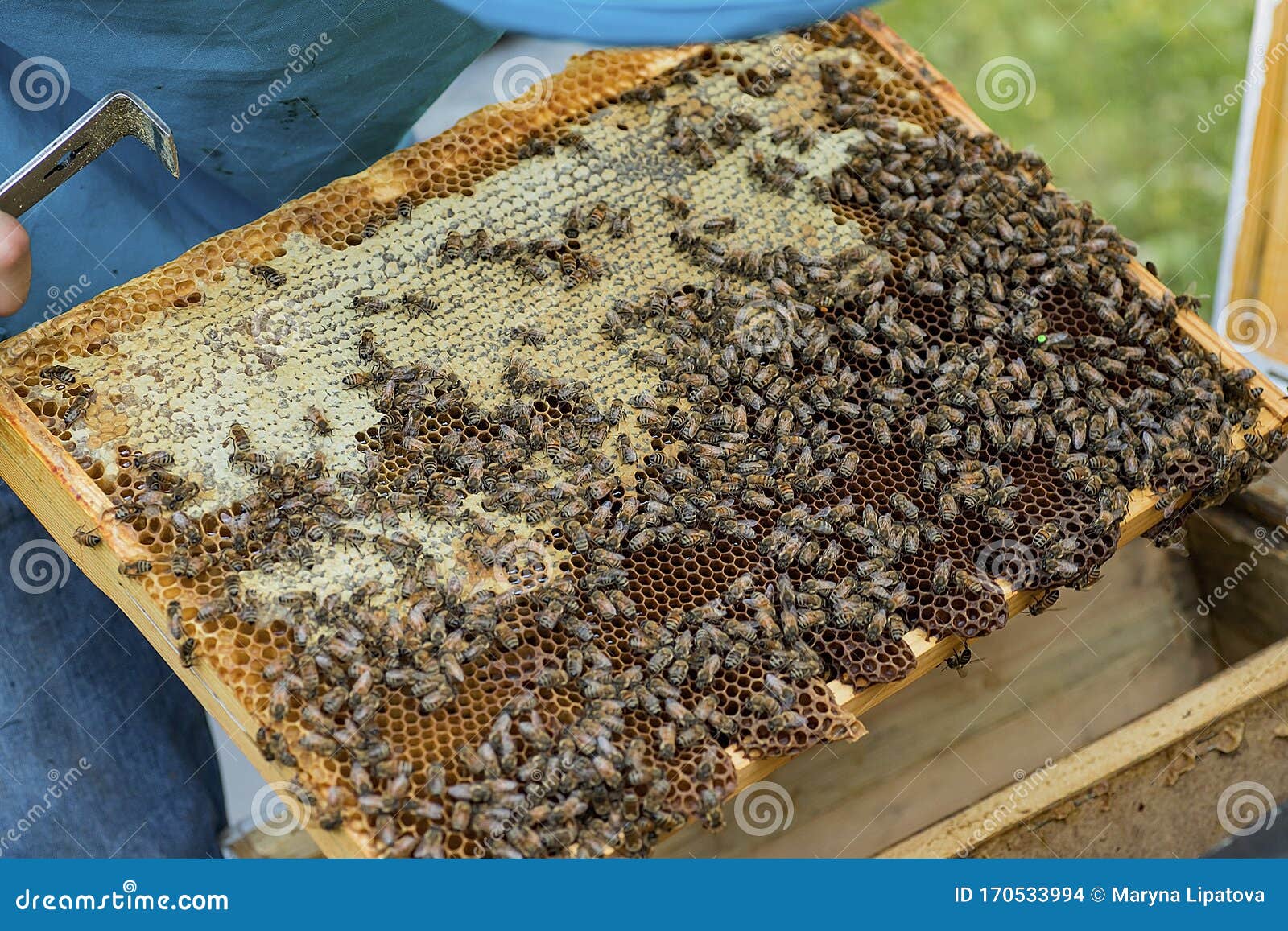 Working Bee on Comb Foundation. Colony of Bees Stock Photo - Image of ...