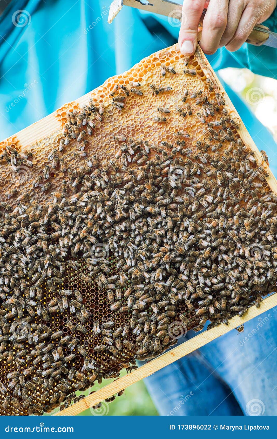 Working Bee on Comb Foundation. Colony of Bees Stock Photo - Image of ...