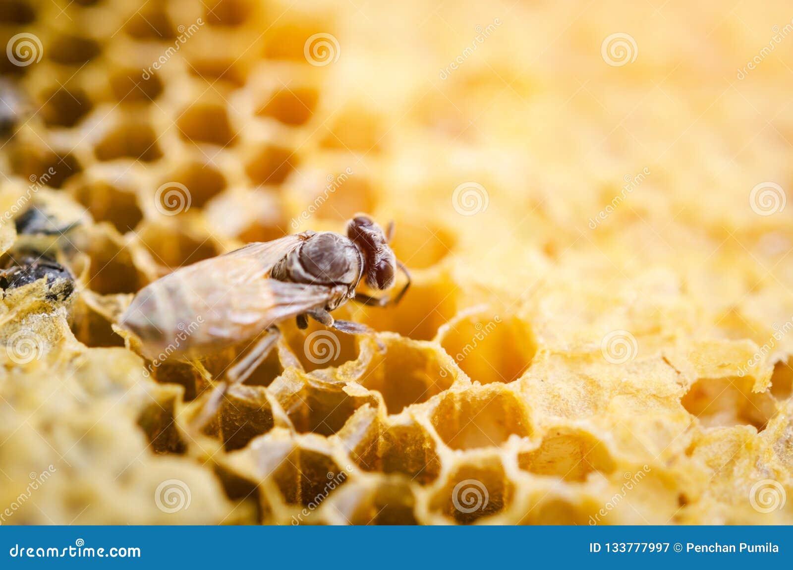 Working bee in a bee hive stock image. Image of beehive - 133777997