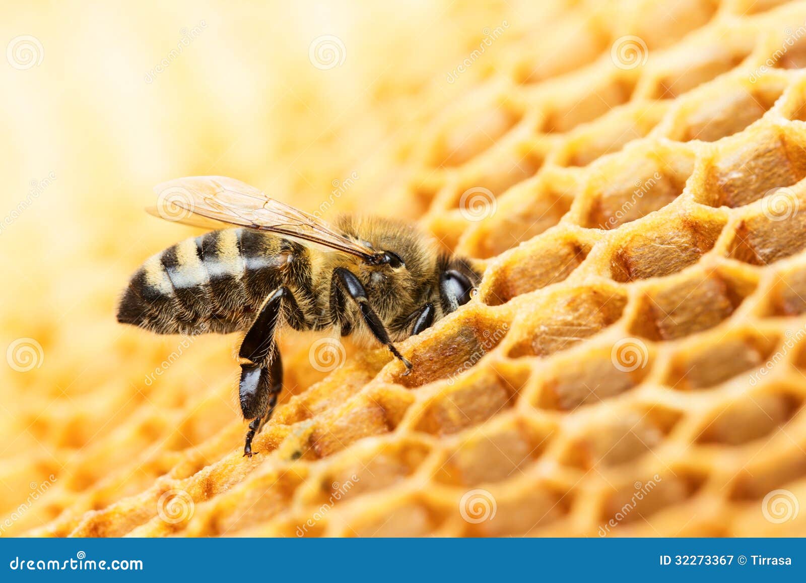Working bee stock image. Image of real, hexagon, honey - 32273367