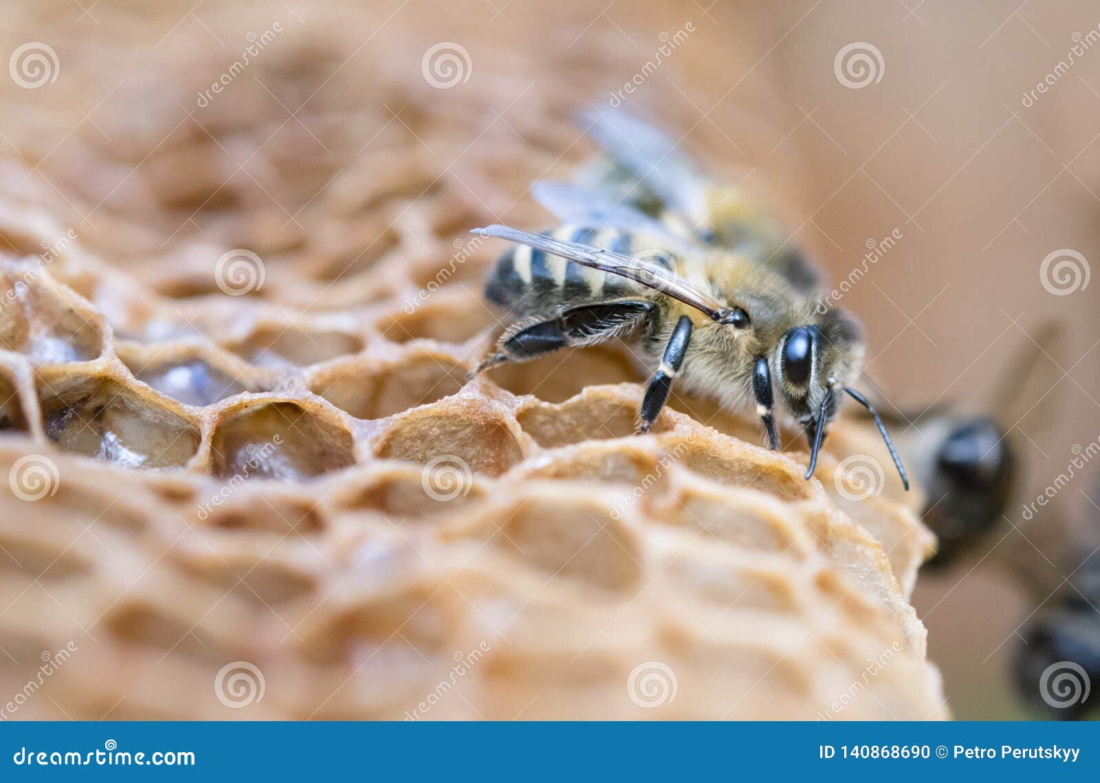 Working bee stock photo. Image of insect, honey, orange - 140868690