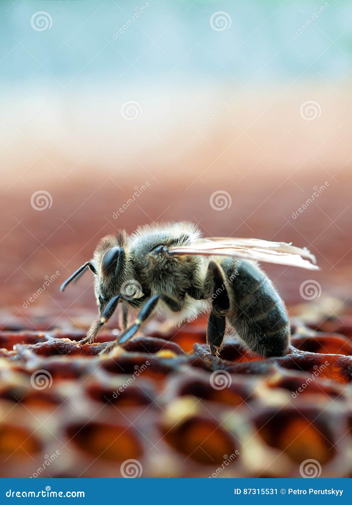 Working bee stock image. Image of nature, natural, macro - 87315531