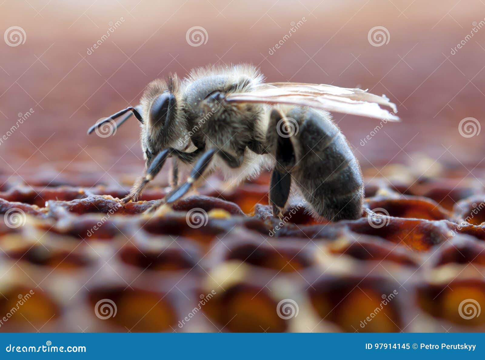 Working bee stock image. Image of healthy, clear, yellow - 97914145