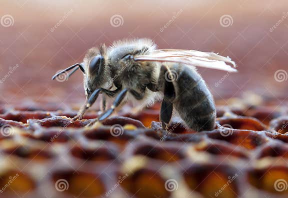 Working bee stock image. Image of healthy, clear, yellow - 97914145