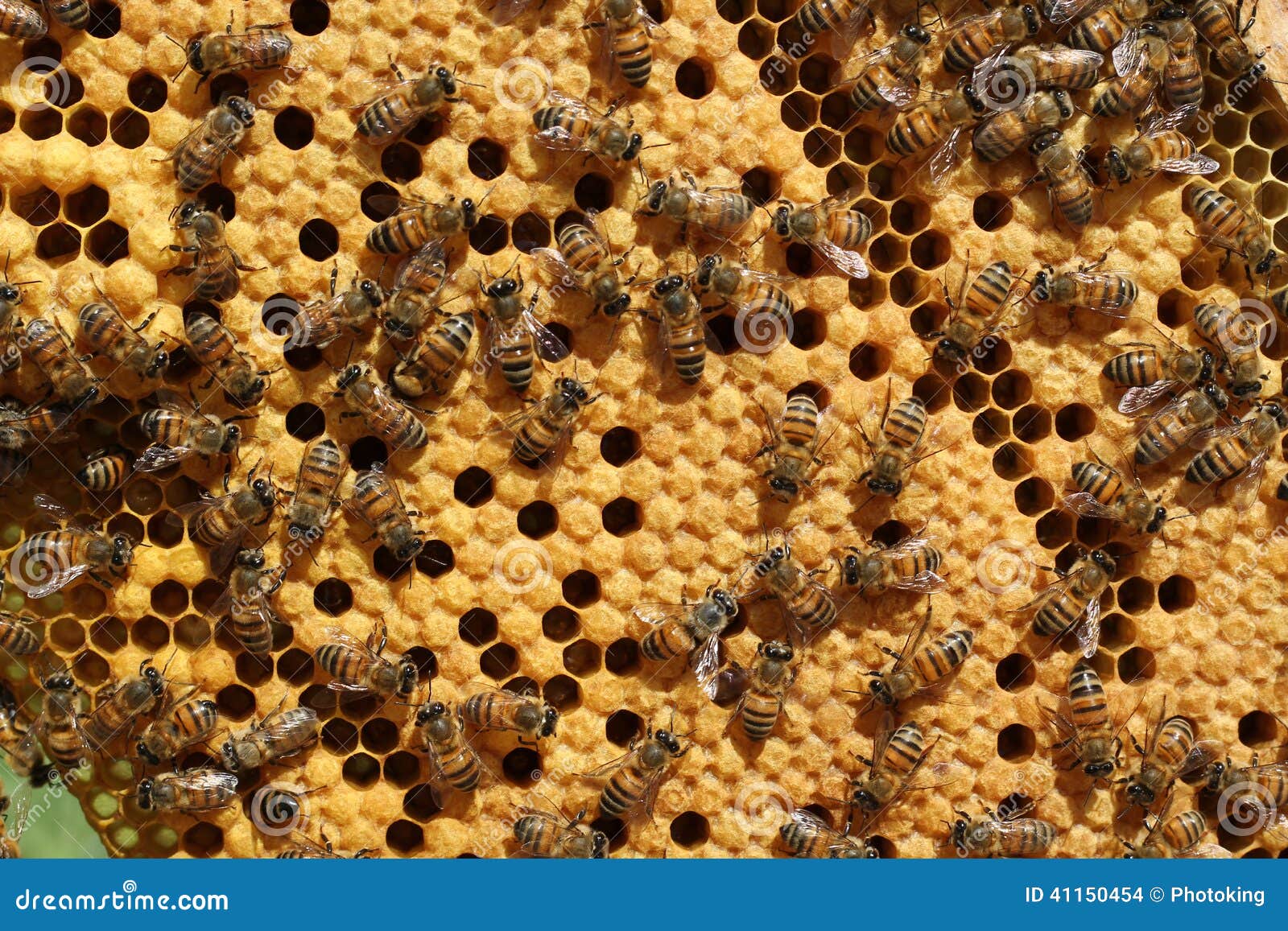 Working bee stock photo. Image of pure, home, yellow - 41150454