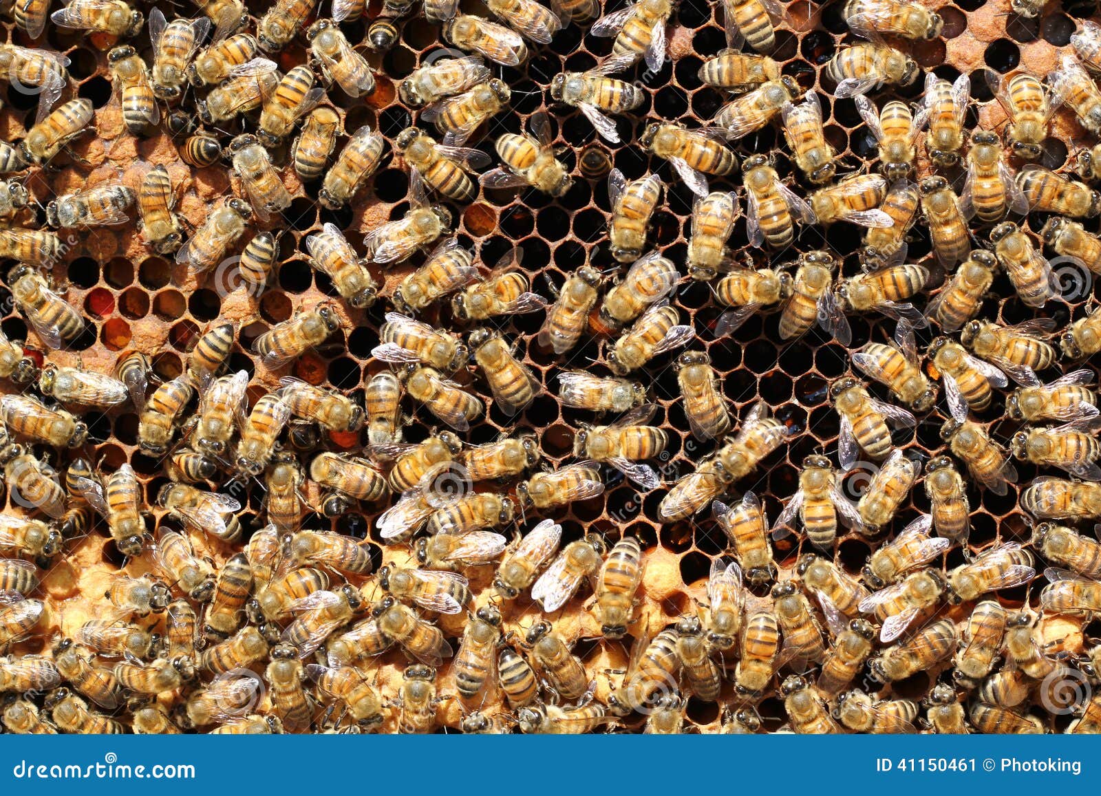 Working bee stock image. Image of macro, health, teamwork - 41150461