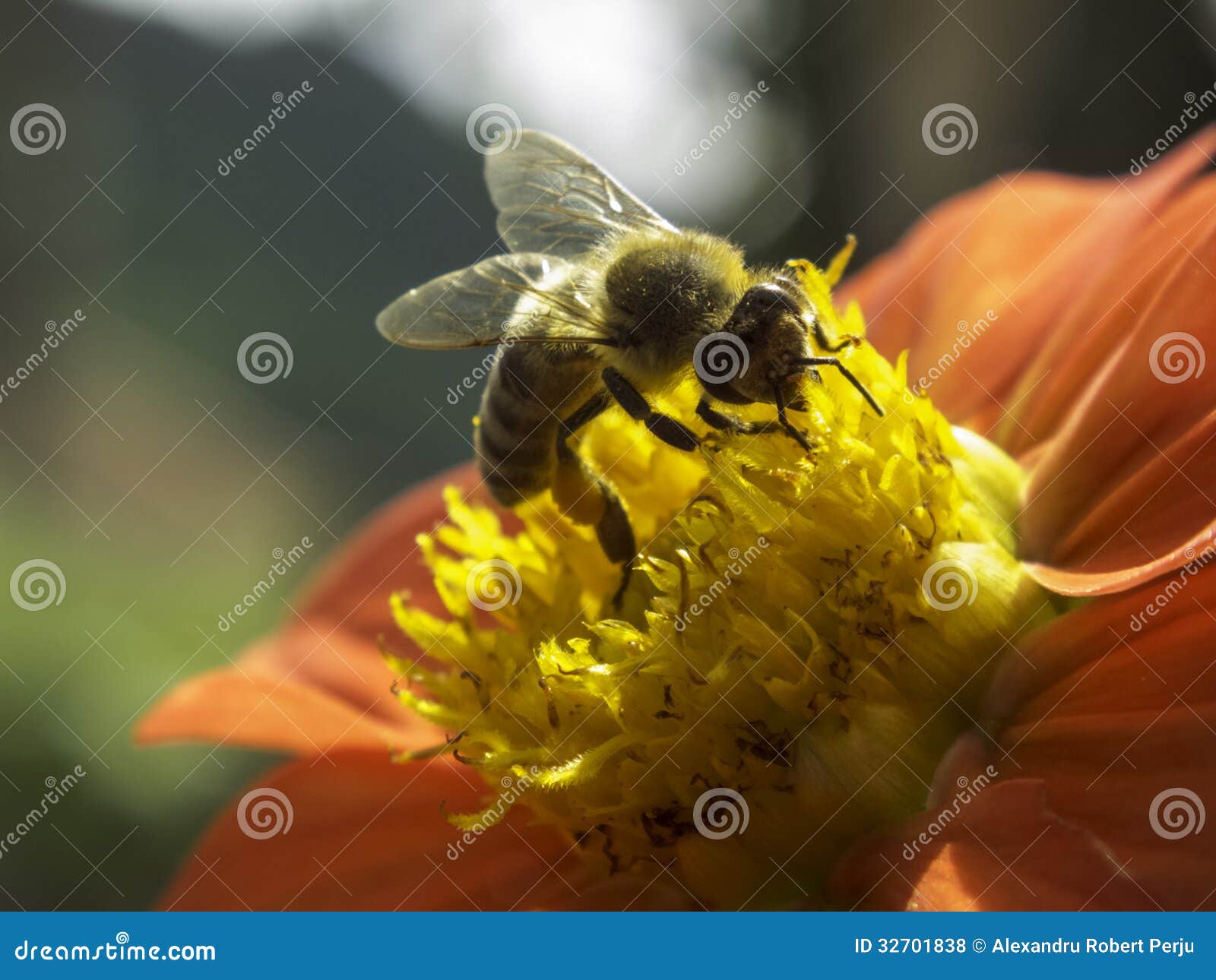 A working bee stock photo. Image of leaf, healthy, nature - 32701838