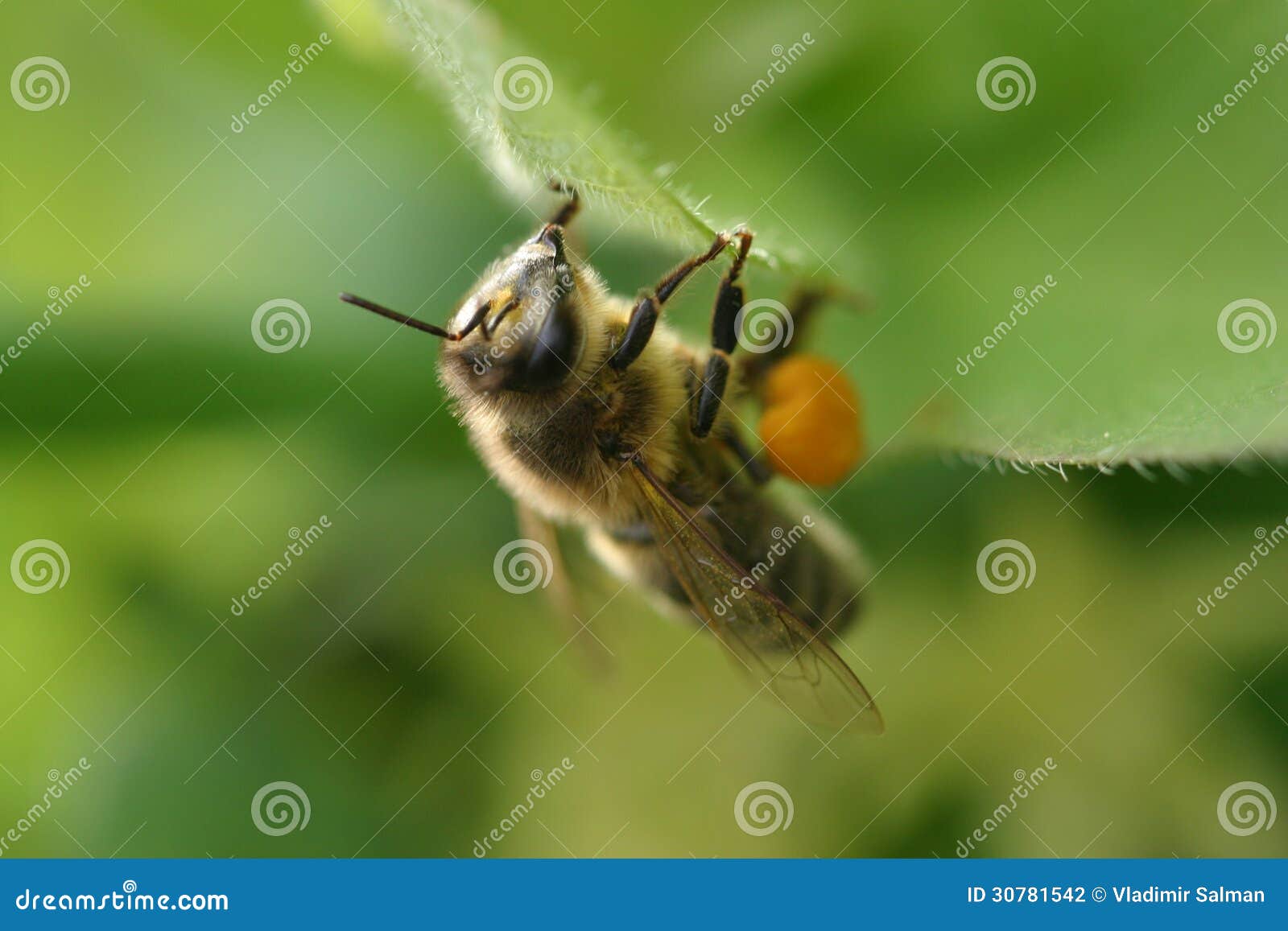 Working bee stock photo. Image of insect, single, beauty - 30781542