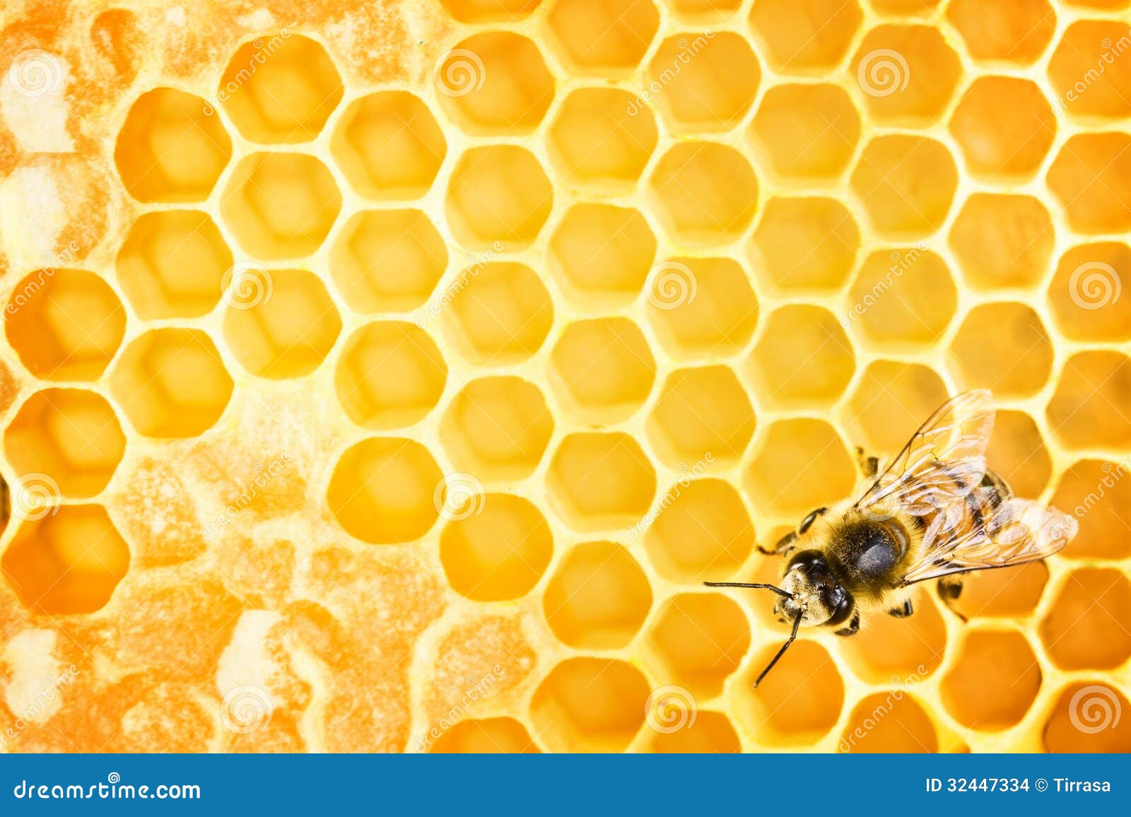 Working bee stock photo. Image of insects, praiseworthy - 32447334