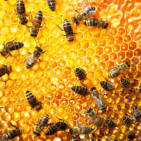 Working Bees stock photo. Image of honey, closeup, beekeeping - 16441072