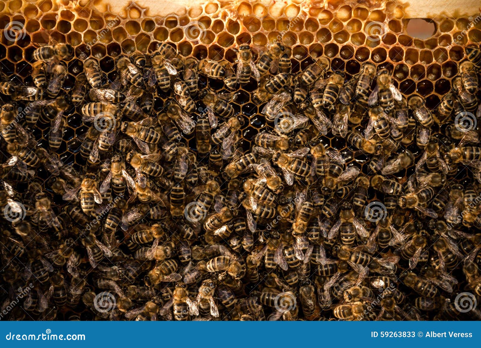 Working bees stock image. Image of beehive, suit, farm - 59263833